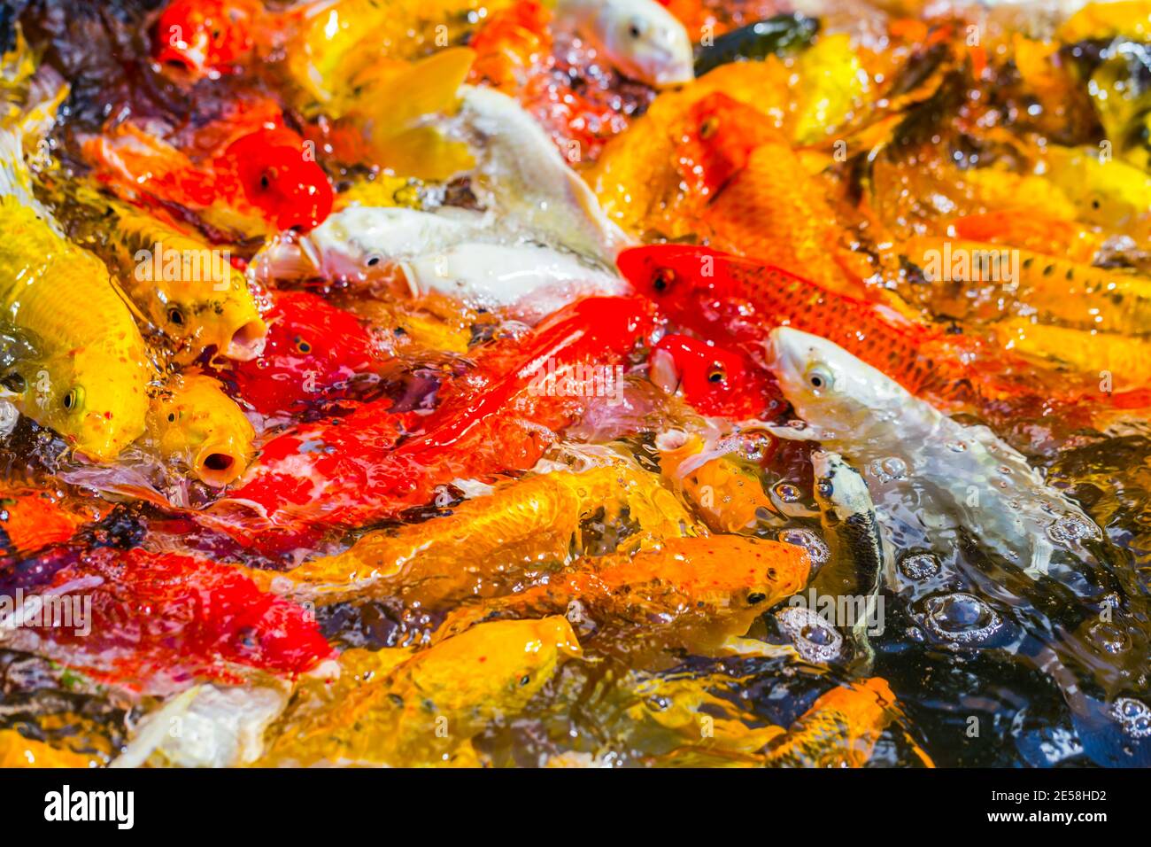 Koi Fish swimming beautiful color variations natural organic Stock ...