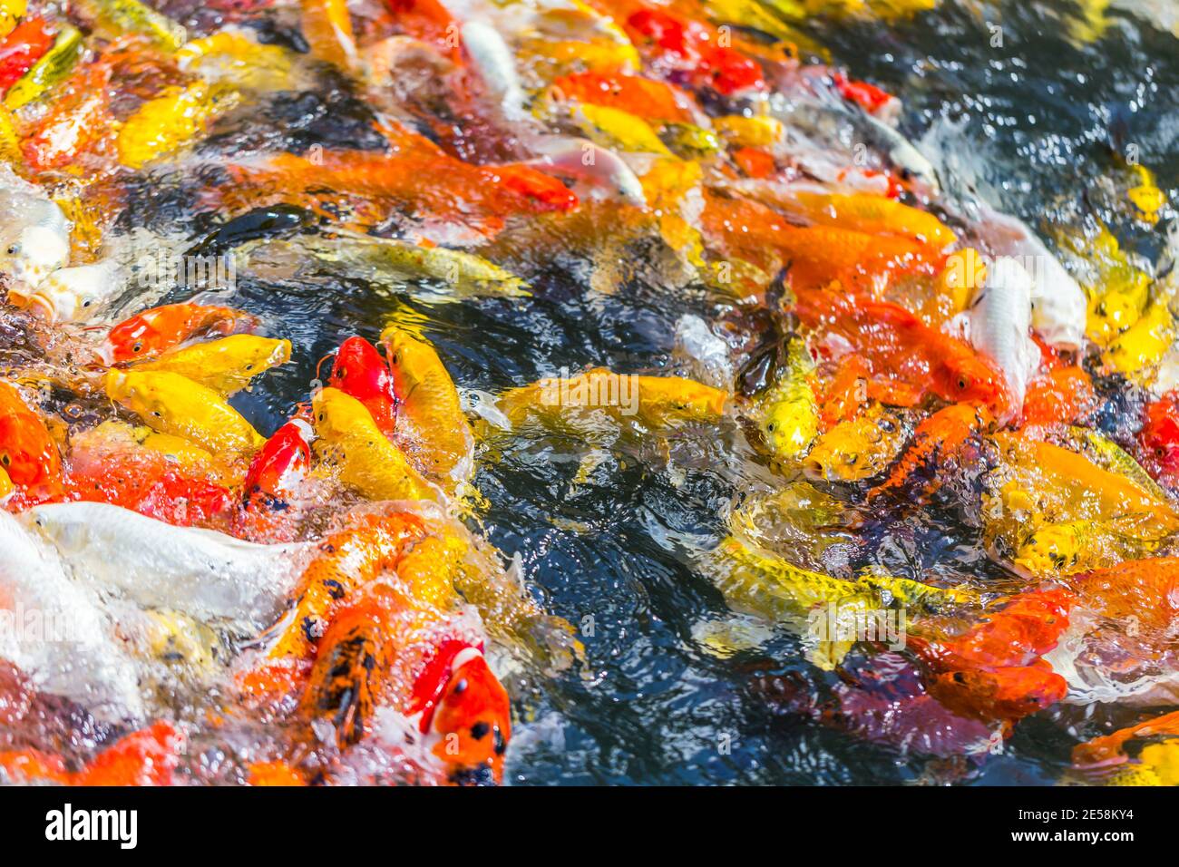 Koi Fish swimming beautiful color variations natural organic Stock ...