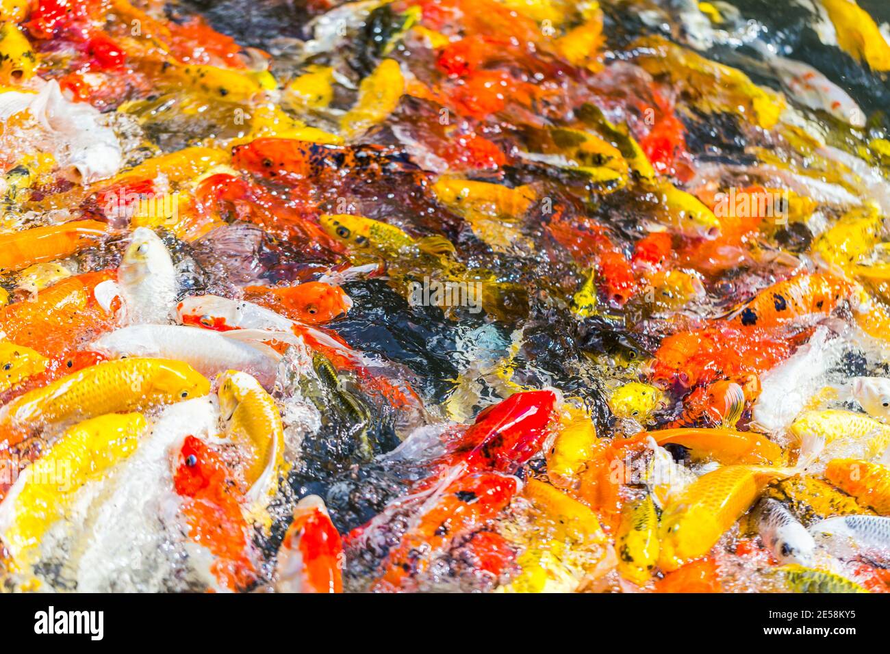 Koi Fish swimming beautiful color variations natural organic Stock ...