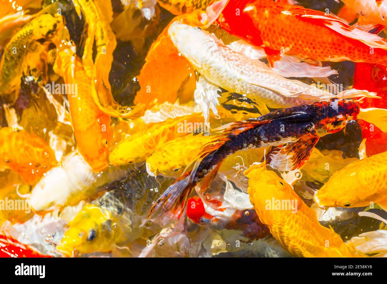 Koi Fish swimming beautiful color variations natural organic Stock ...