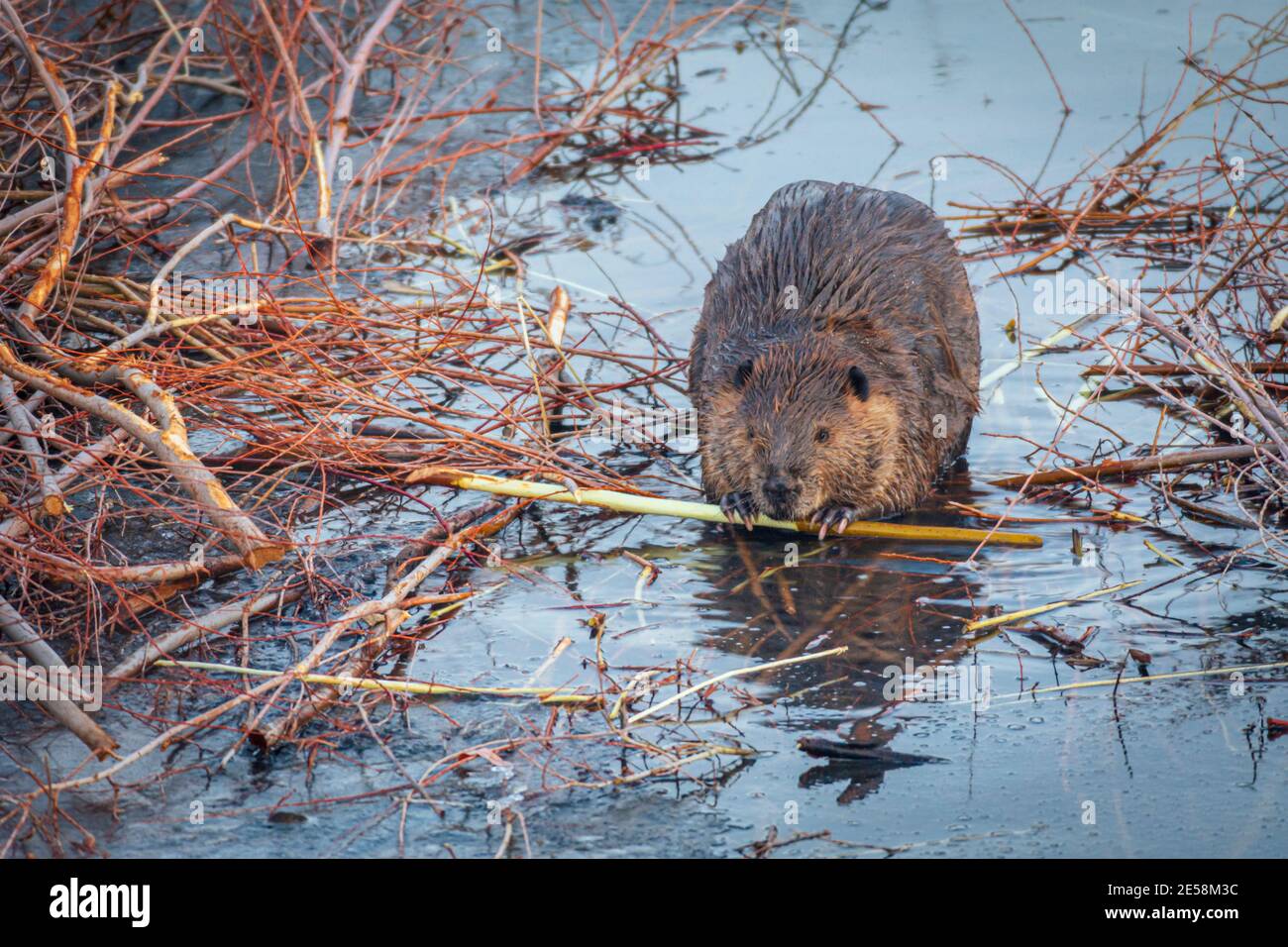 Castoridae hi-res stock photography and images - Alamy