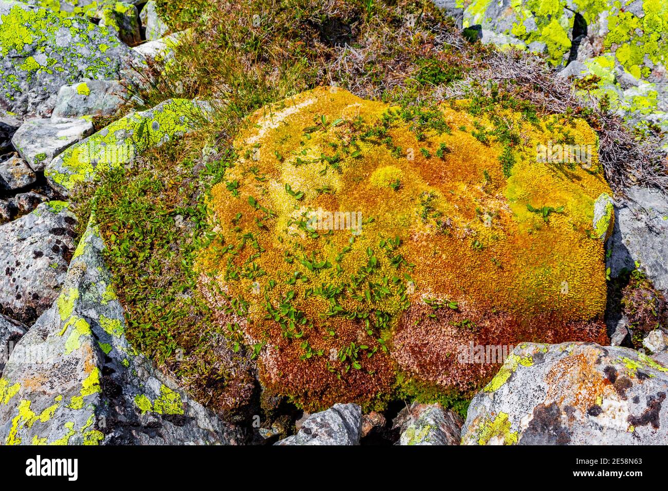 Stone rock texture with green yellow orange moss and lichen Vang Norway ...