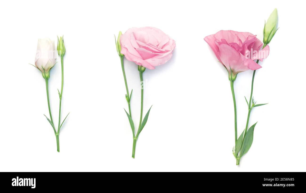 beauty pink eustoma flower isolated on white background Stock Photo - Alamy