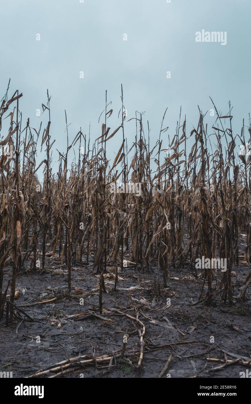 A dead crop of sweet corn blowing in the wind. On a bleak winters day ...