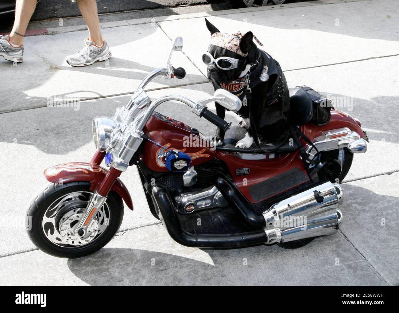 Bandit the motorcycle-riding dog burns rubber on Robertson Blvd. in ...