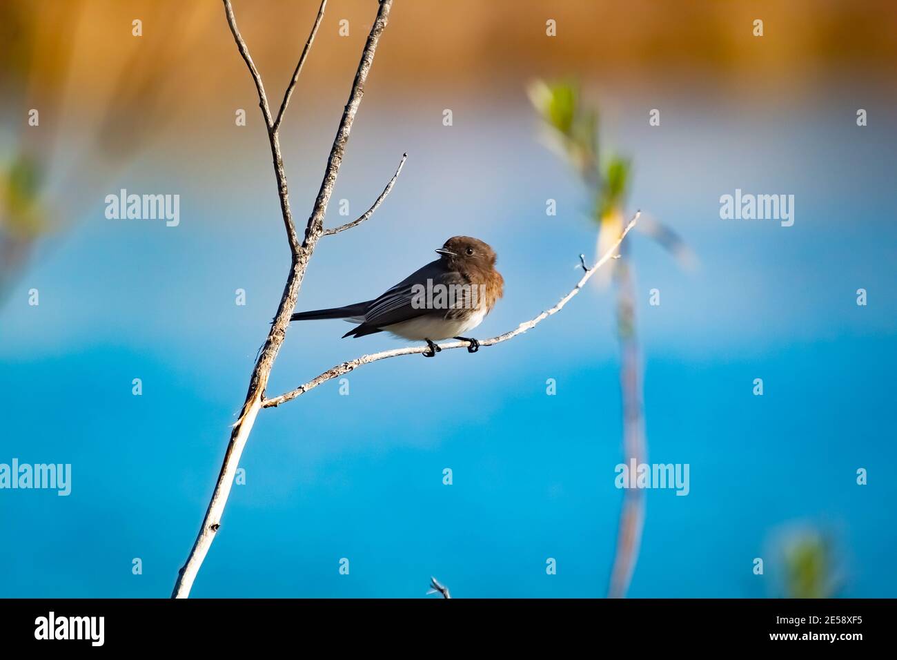 Little phoebe hi-res stock photography and images - Alamy