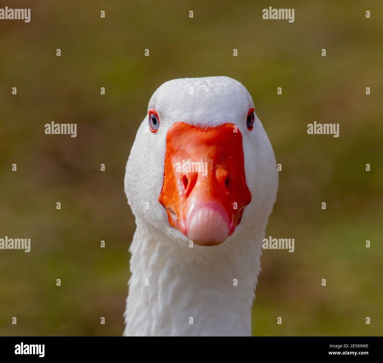 A portrait of Granny Goose Stock Photo - Alamy