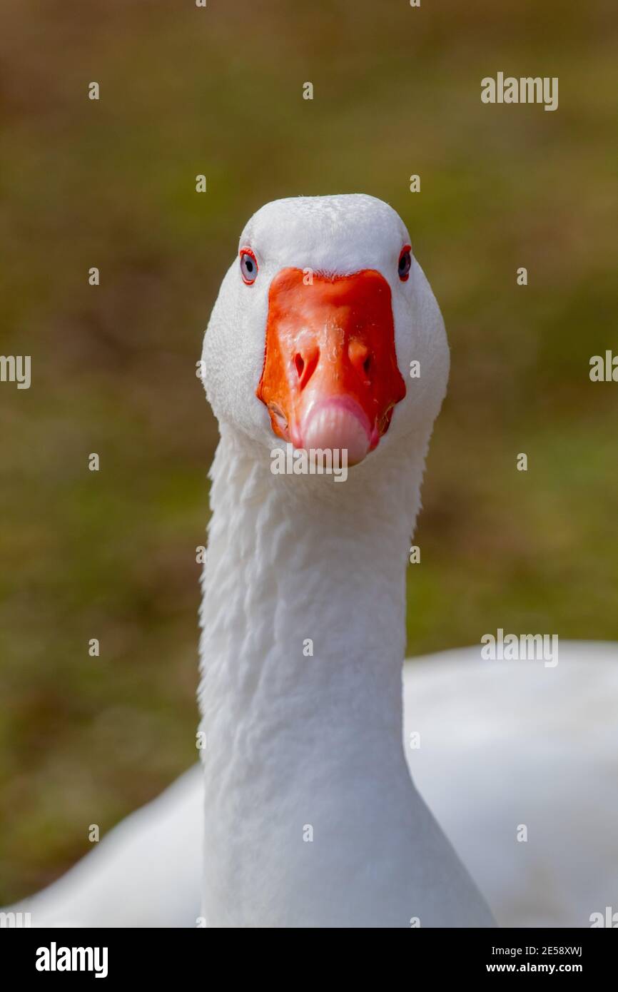 Granny goose hi-res stock photography and images - Alamy