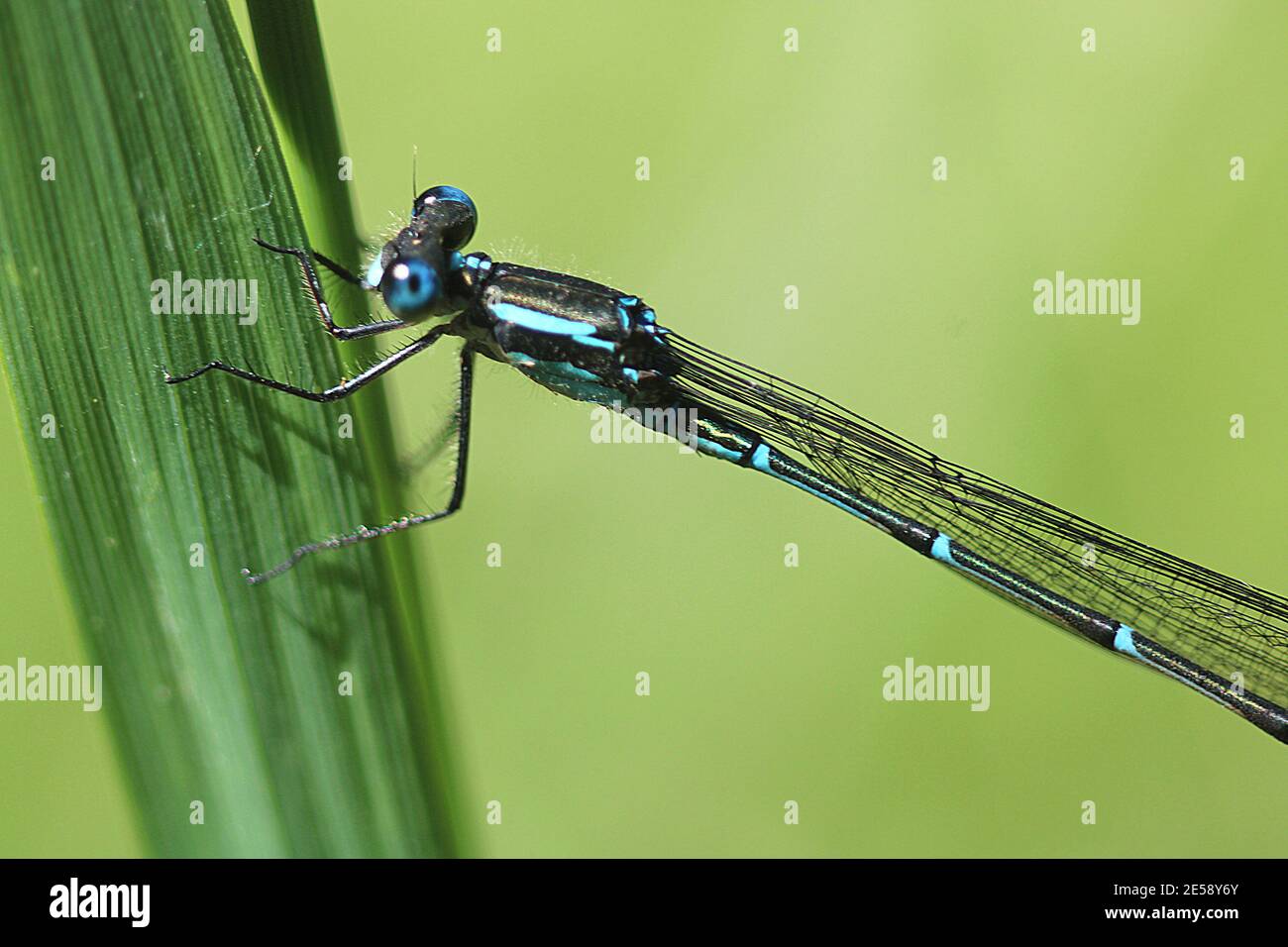 Blue damsel hi-res stock photography and images - Alamy