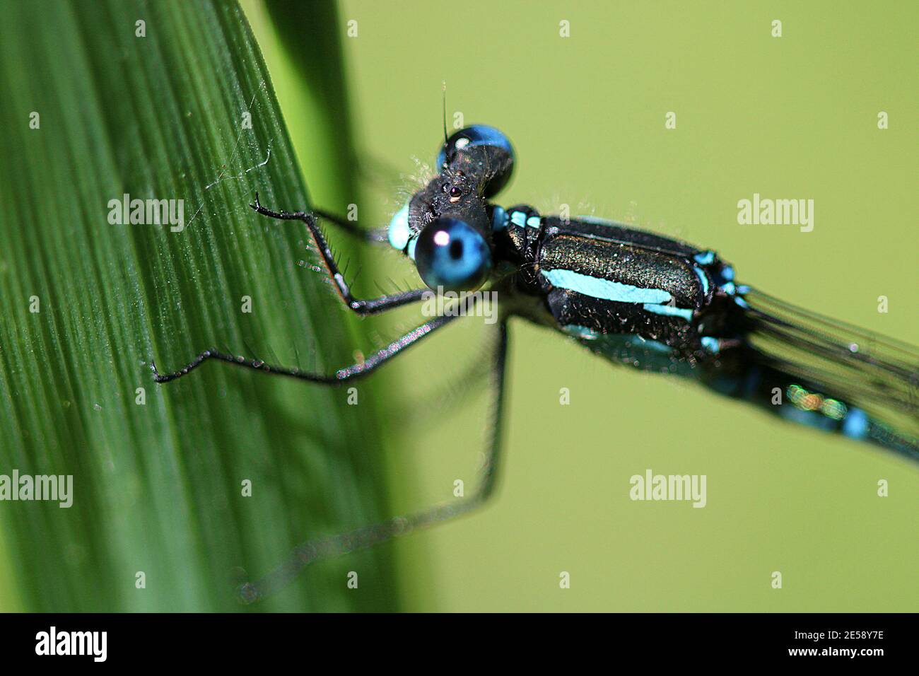 Blue damsel hi-res stock photography and images - Alamy