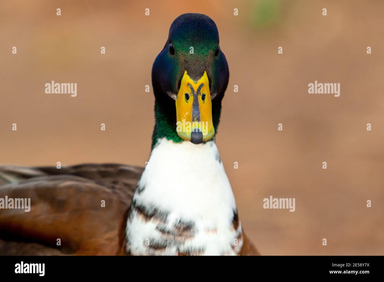 A ducks face hi-res stock photography and images - Alamy