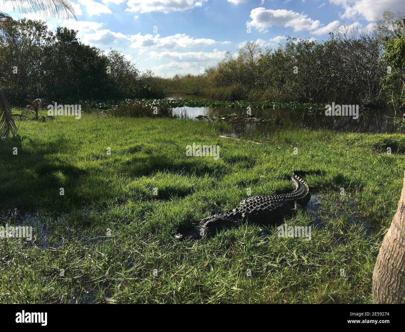 American Crocodile hiding in grass, Everglades National Park, Florida ...