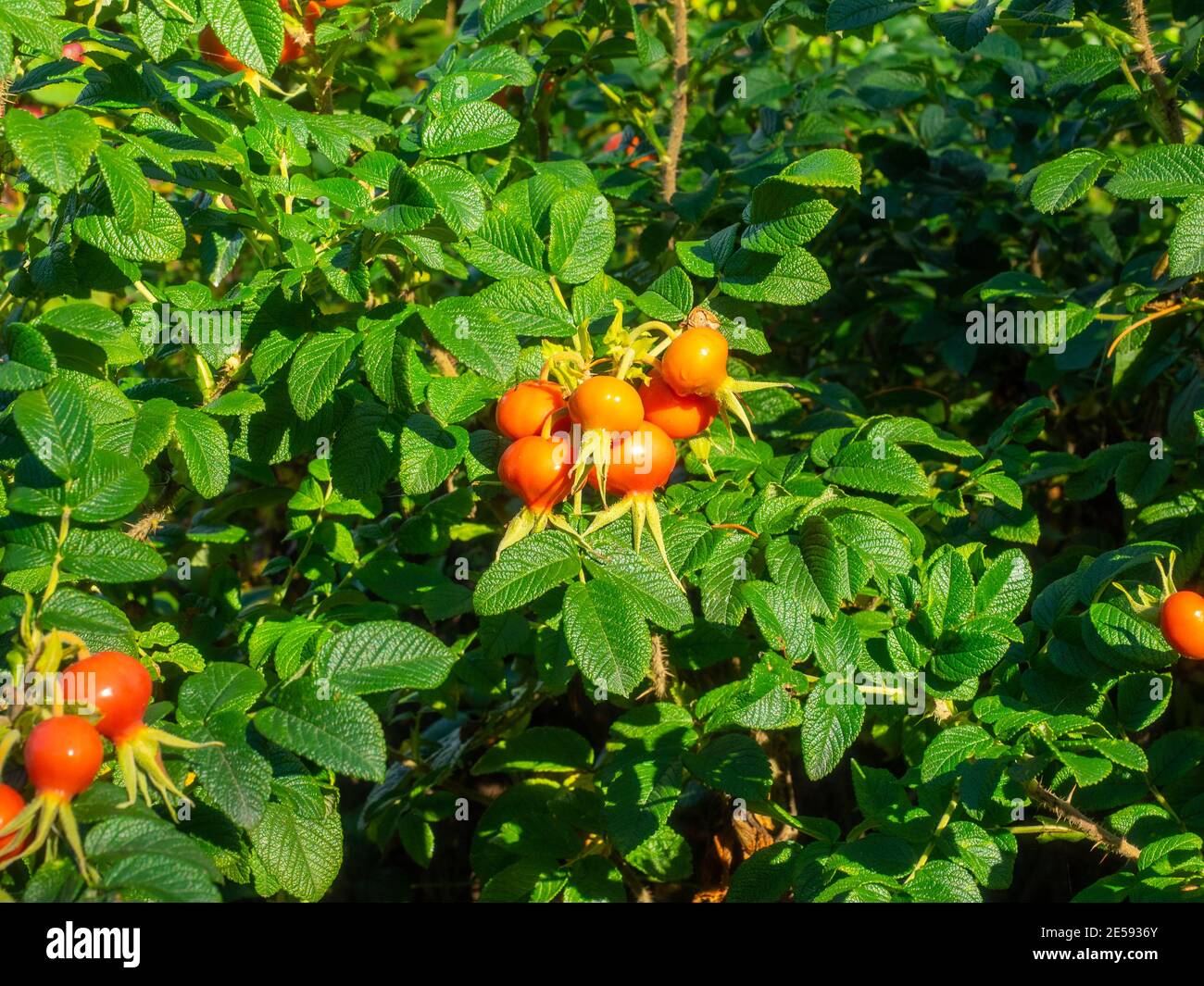Rose hip is the accessory fruit of the rose plant. It is typically red ...