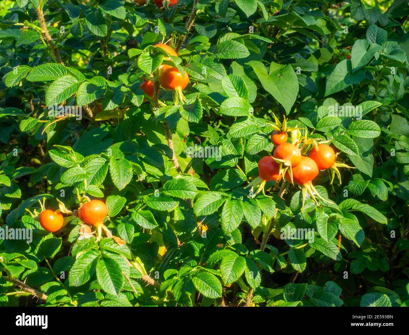 Rose hip is the accessory fruit of the rose plant. It is typically red ...