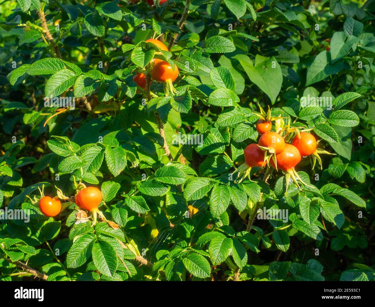 Rose hip is the accessory fruit of the rose plant. It is typically red ...