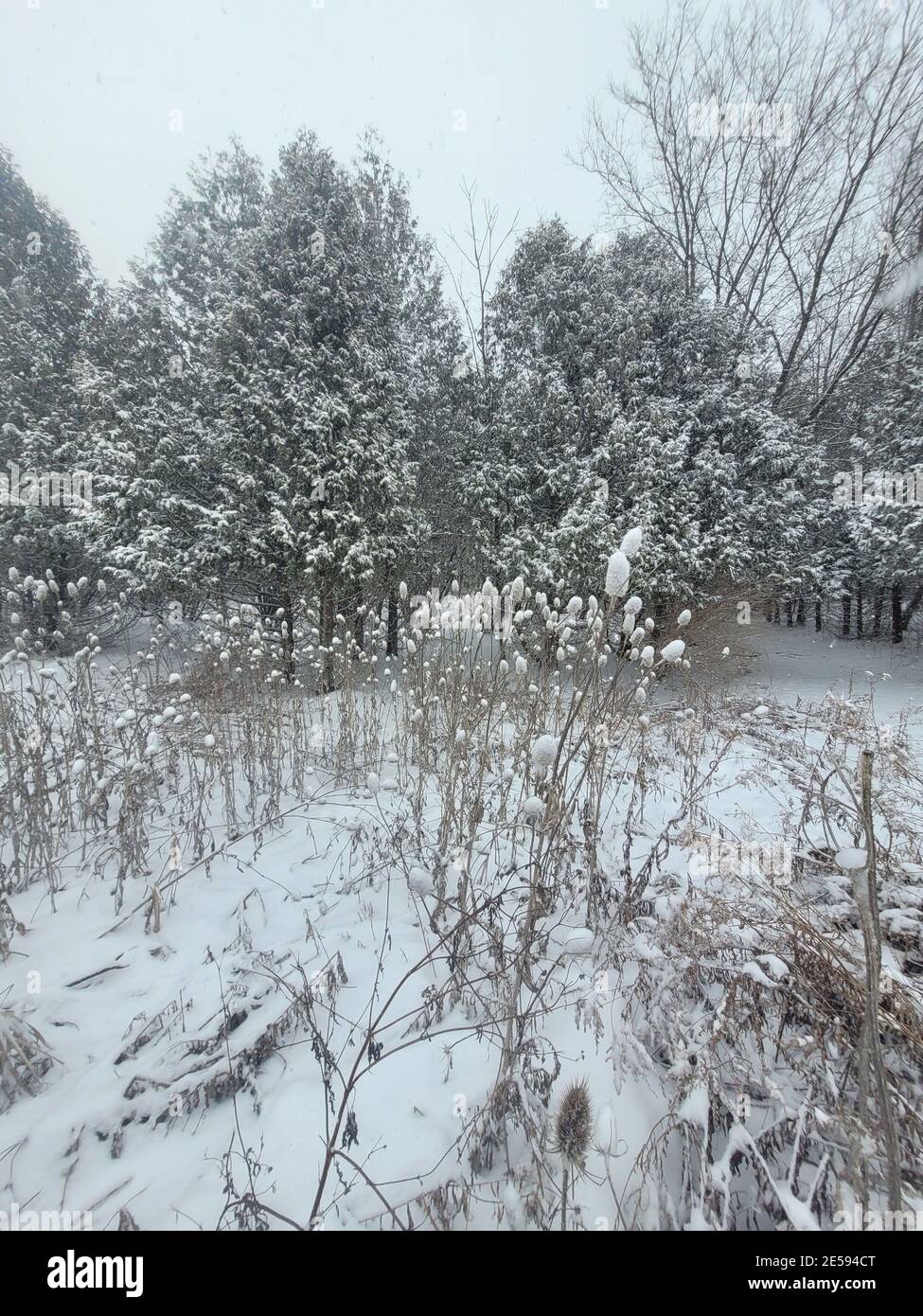 Snow on trees Stock Photo - Alamy