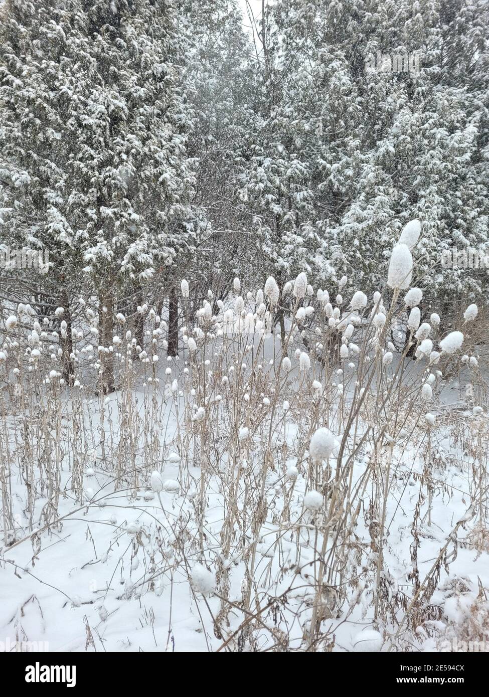 snow on plants Stock Photo - Alamy