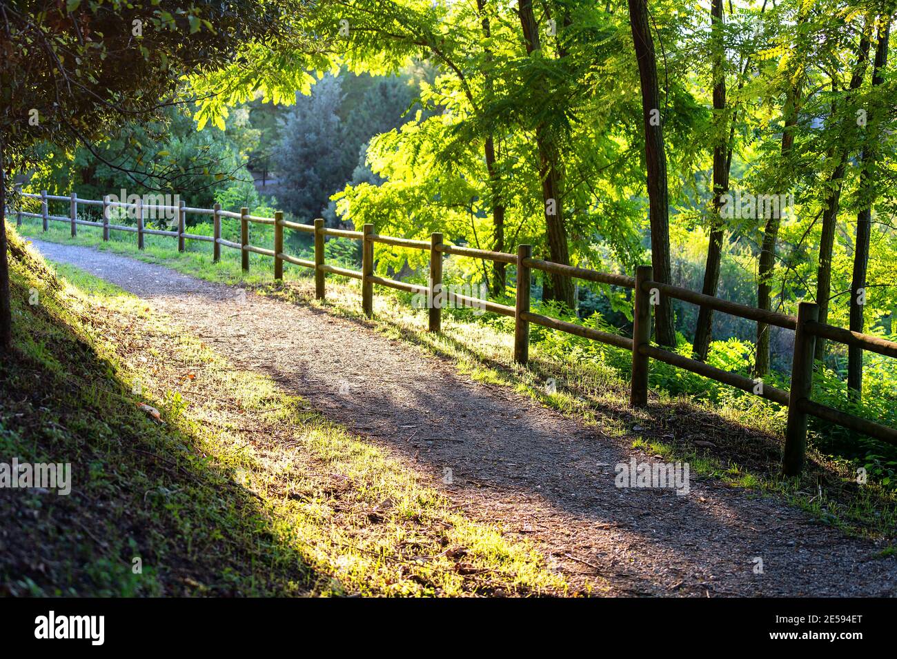 Beautiful summer nature landscape. Green trees in park with pathway and ...