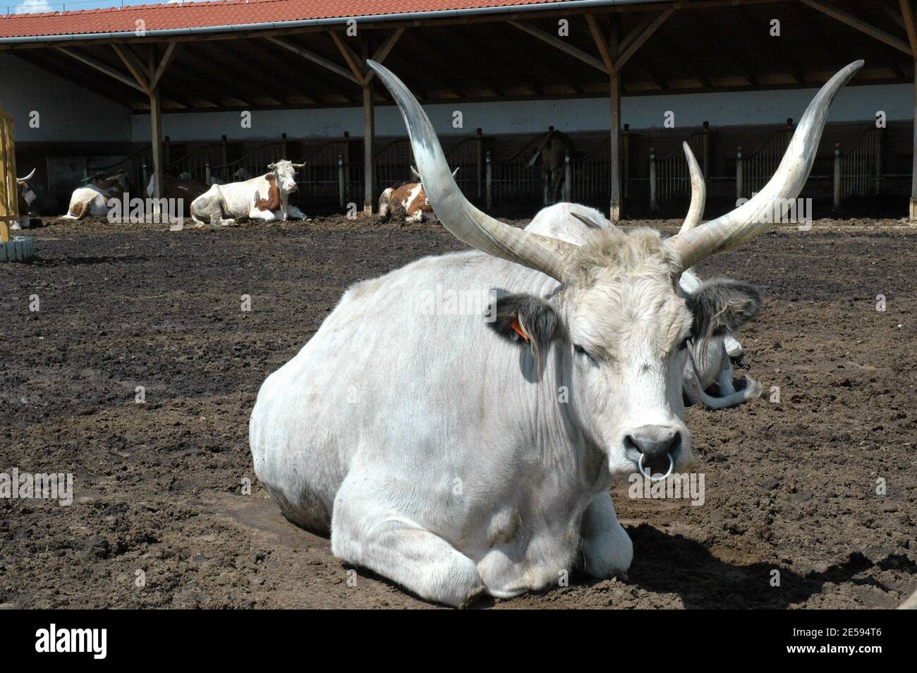 Closeup shot of a wonderful white cow with huge horns Stock Photo - Alamy