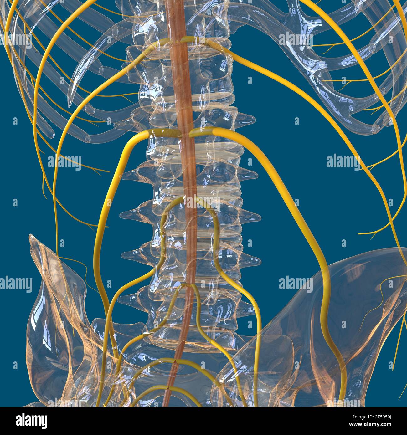 Human Nervous System Anatomy For Medical Concept 3D Illustration Stock ...