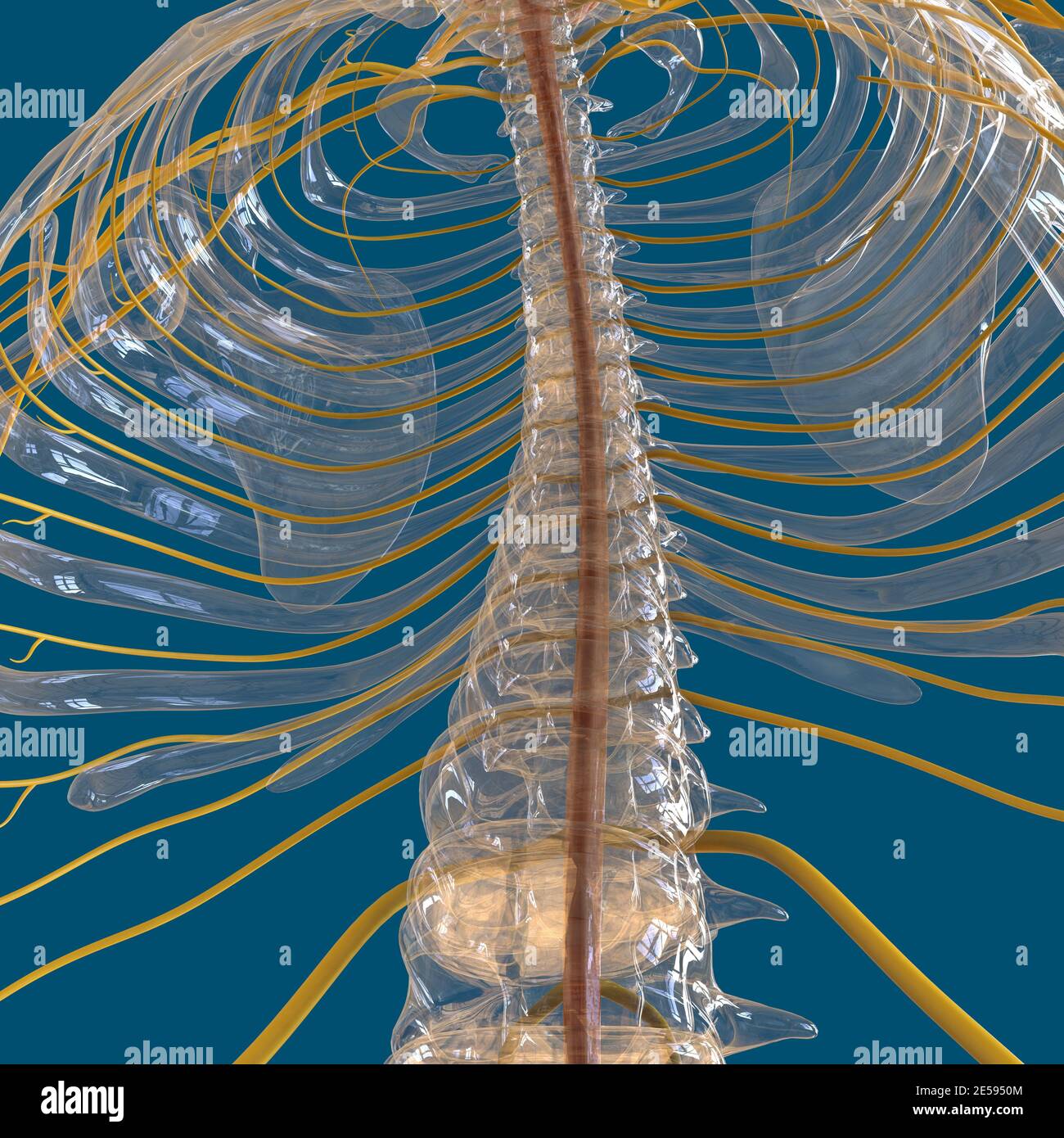 Human Nervous System Anatomy For Medical Concept 3D Illustration Stock ...