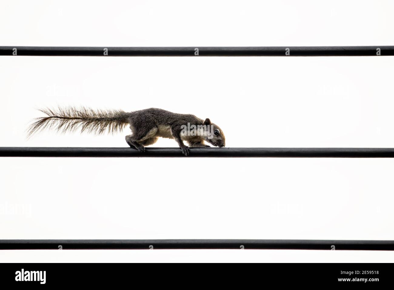 Squirrel On The Wire High Resolution Stock Photography and Images - Alamy