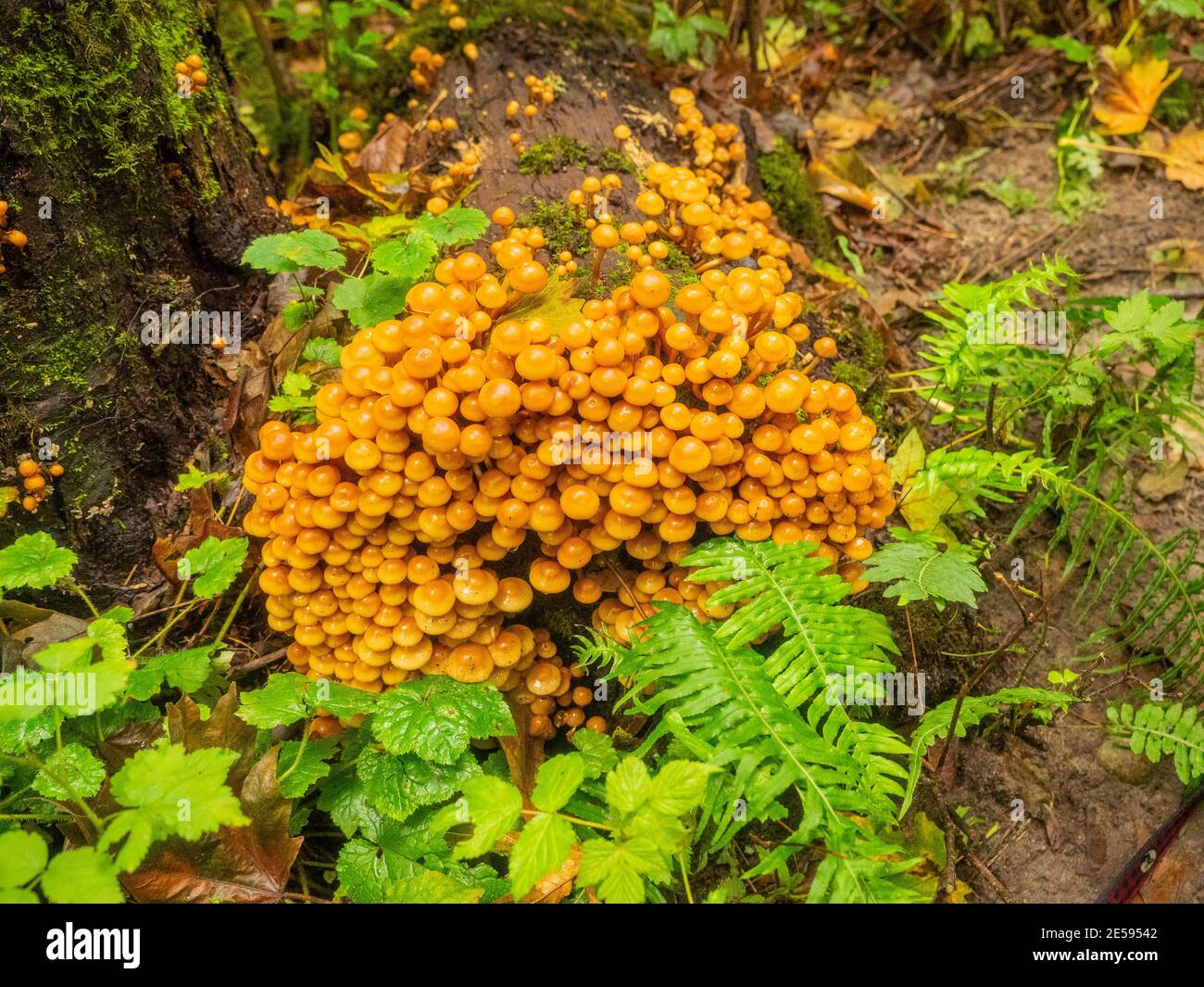 Psilocybe Azurescens