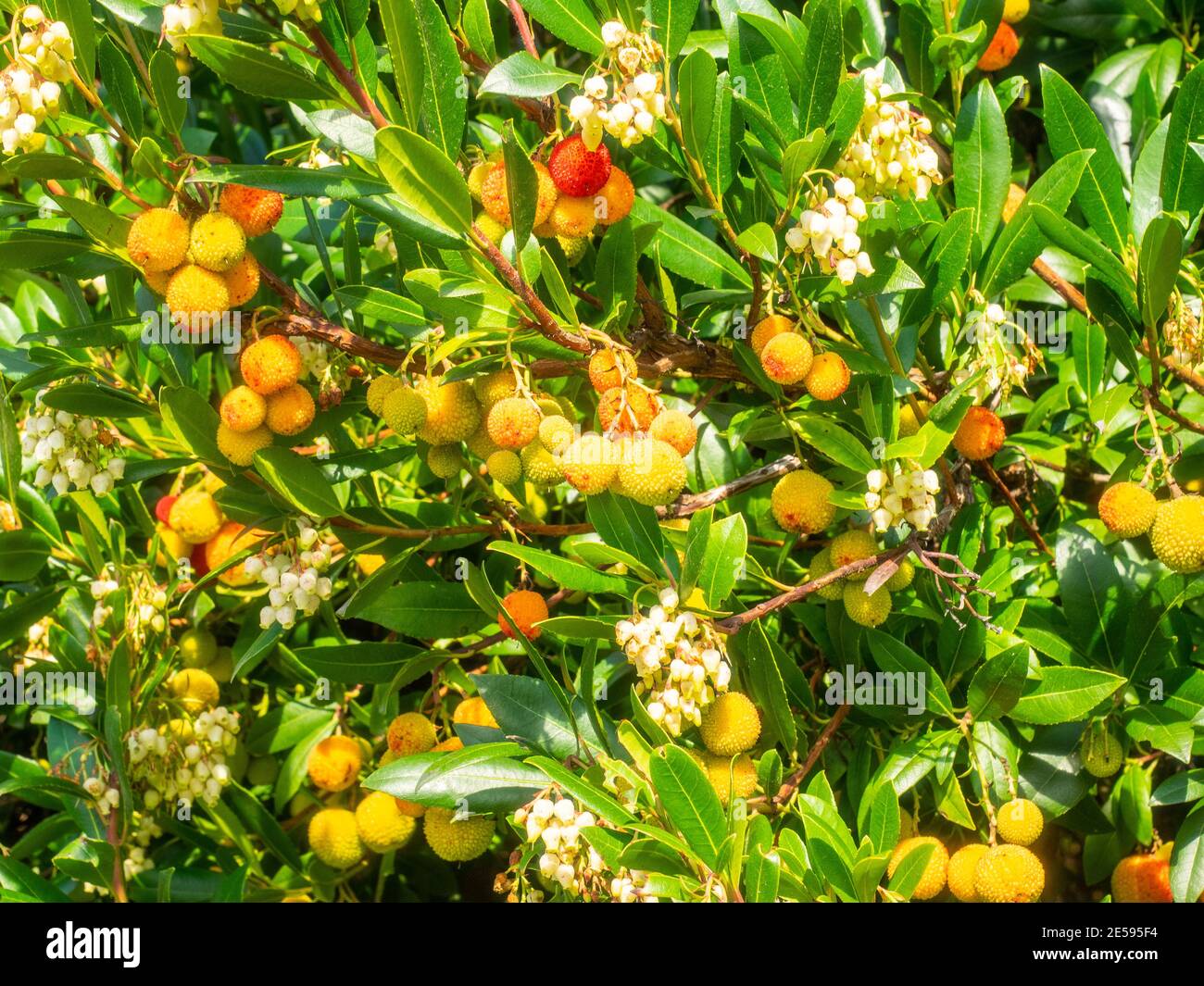 Sapindus species hi-res stock photography and images - Alamy