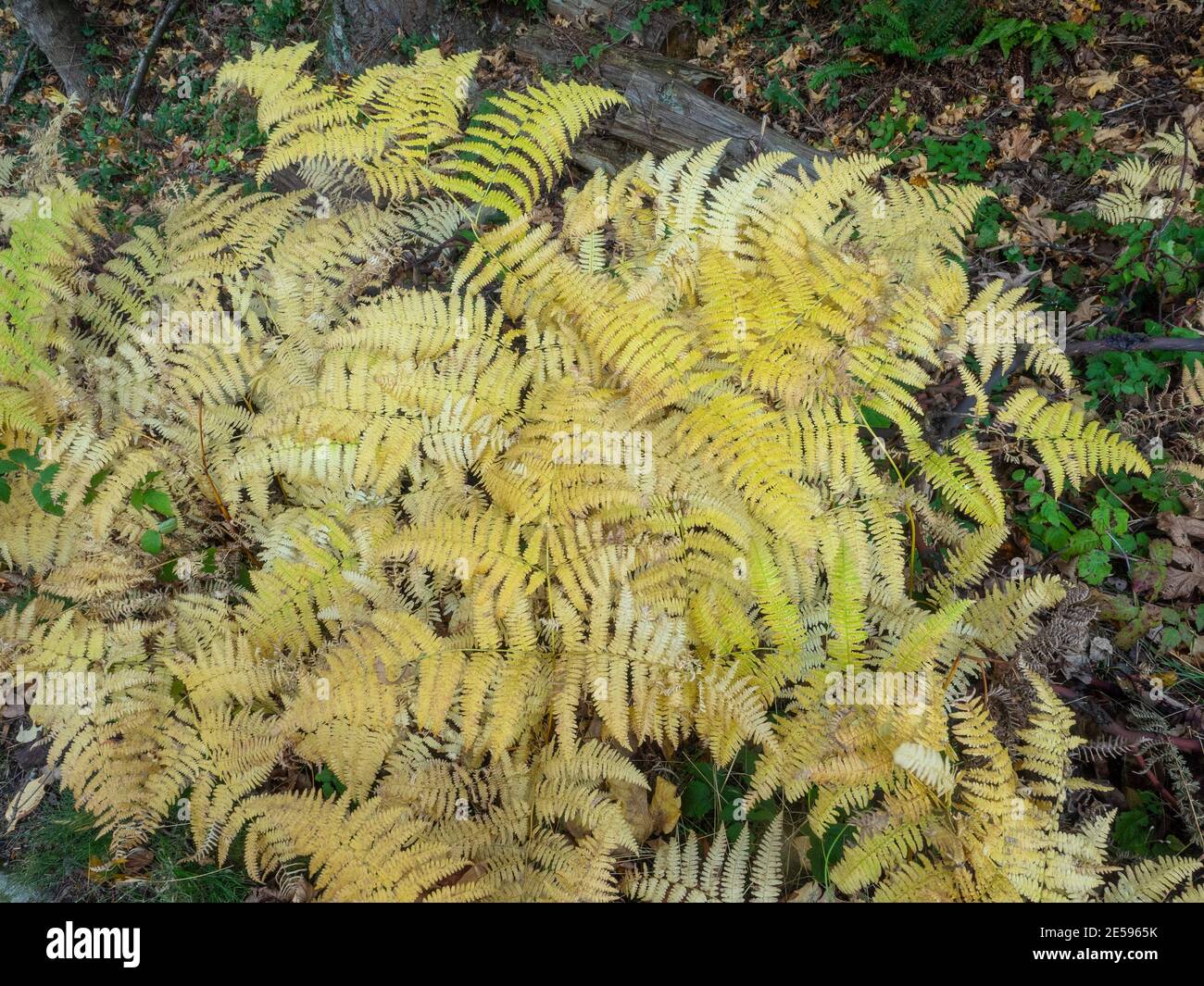 Seward Park is a municipal park in Seattle, Washington, United States ...