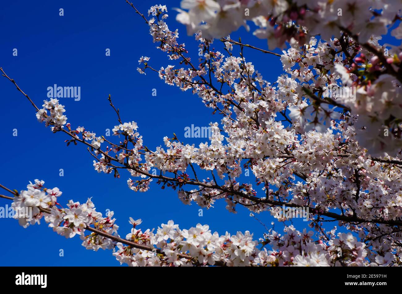 Cherry blossoms in the spring Stock Photo - Alamy