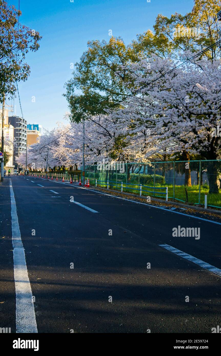 Cherry blossom in japanese street hi-res stock photography and images ...