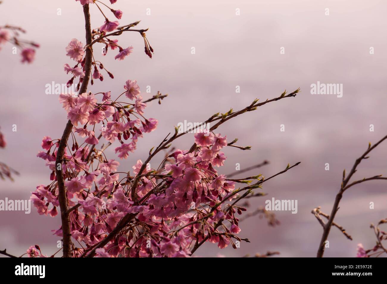 Cherry blossoms during spring hi-res stock photography and images - Alamy