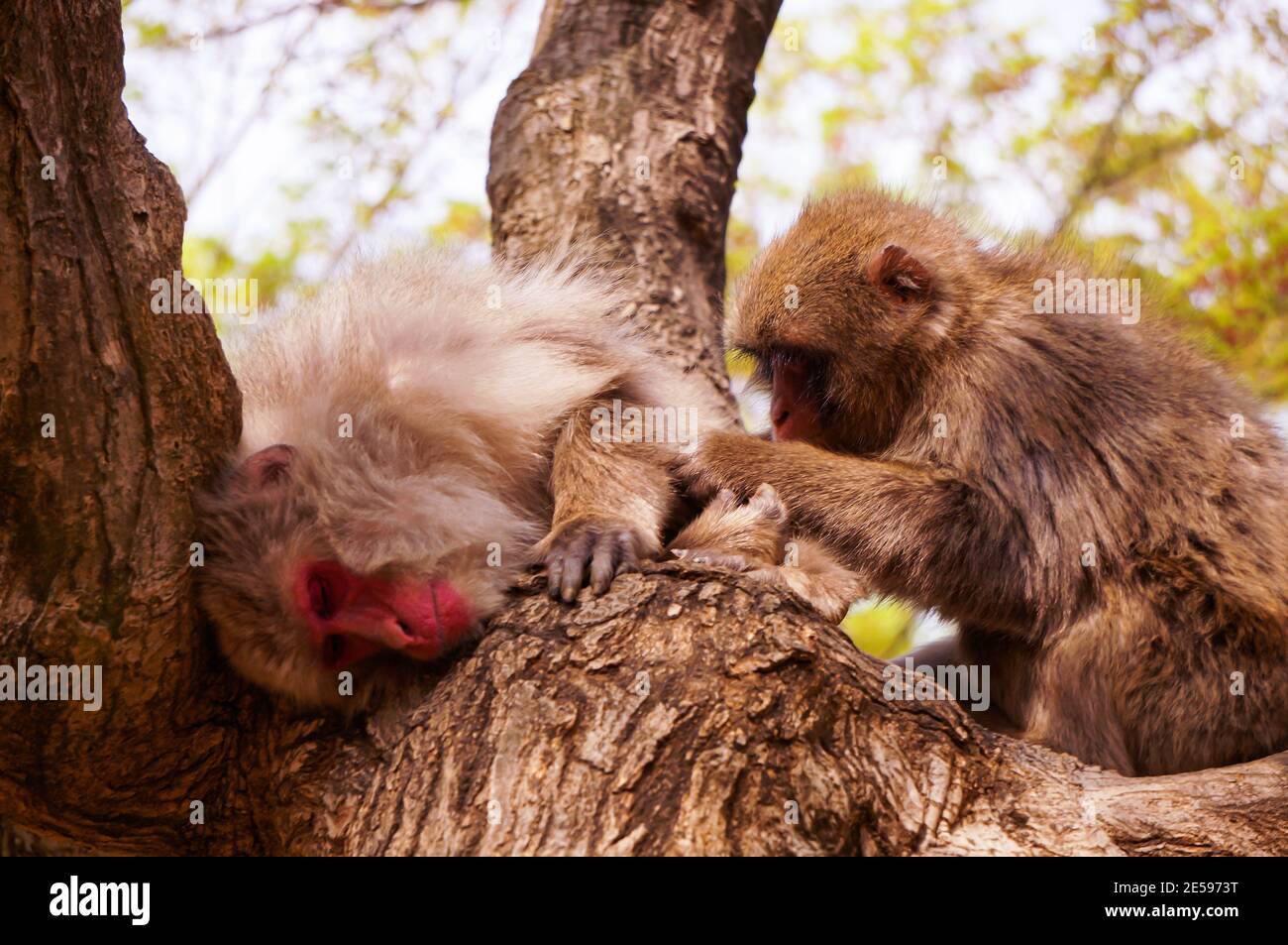 Monkeys in Arashiyama Monkey Park, Kyoto Stock Photo - Alamy