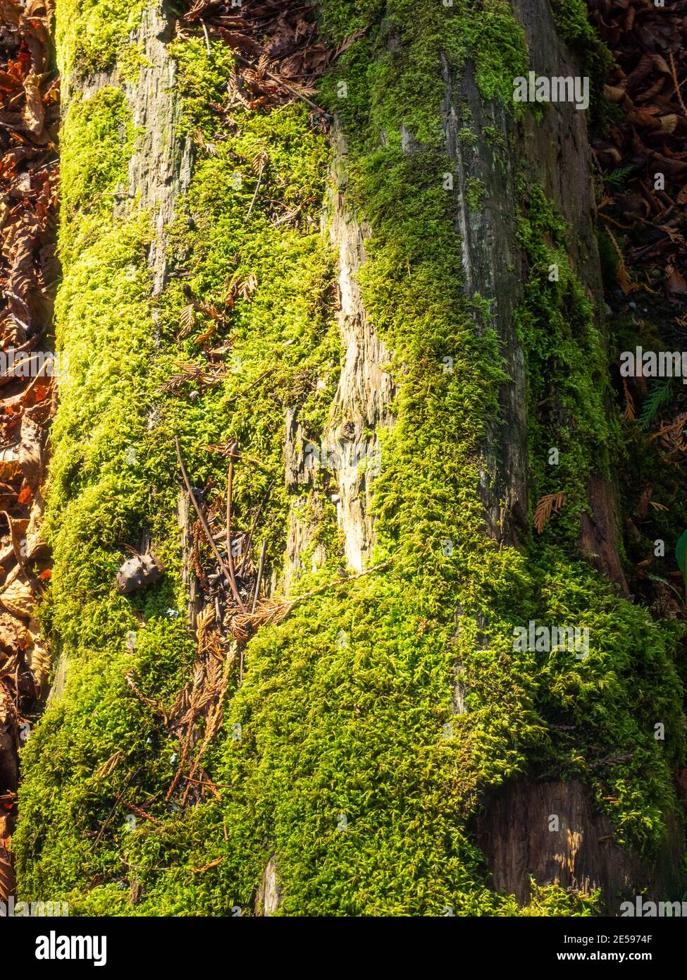 Trunk of dead tree covered in moss Stock Photo - Alamy