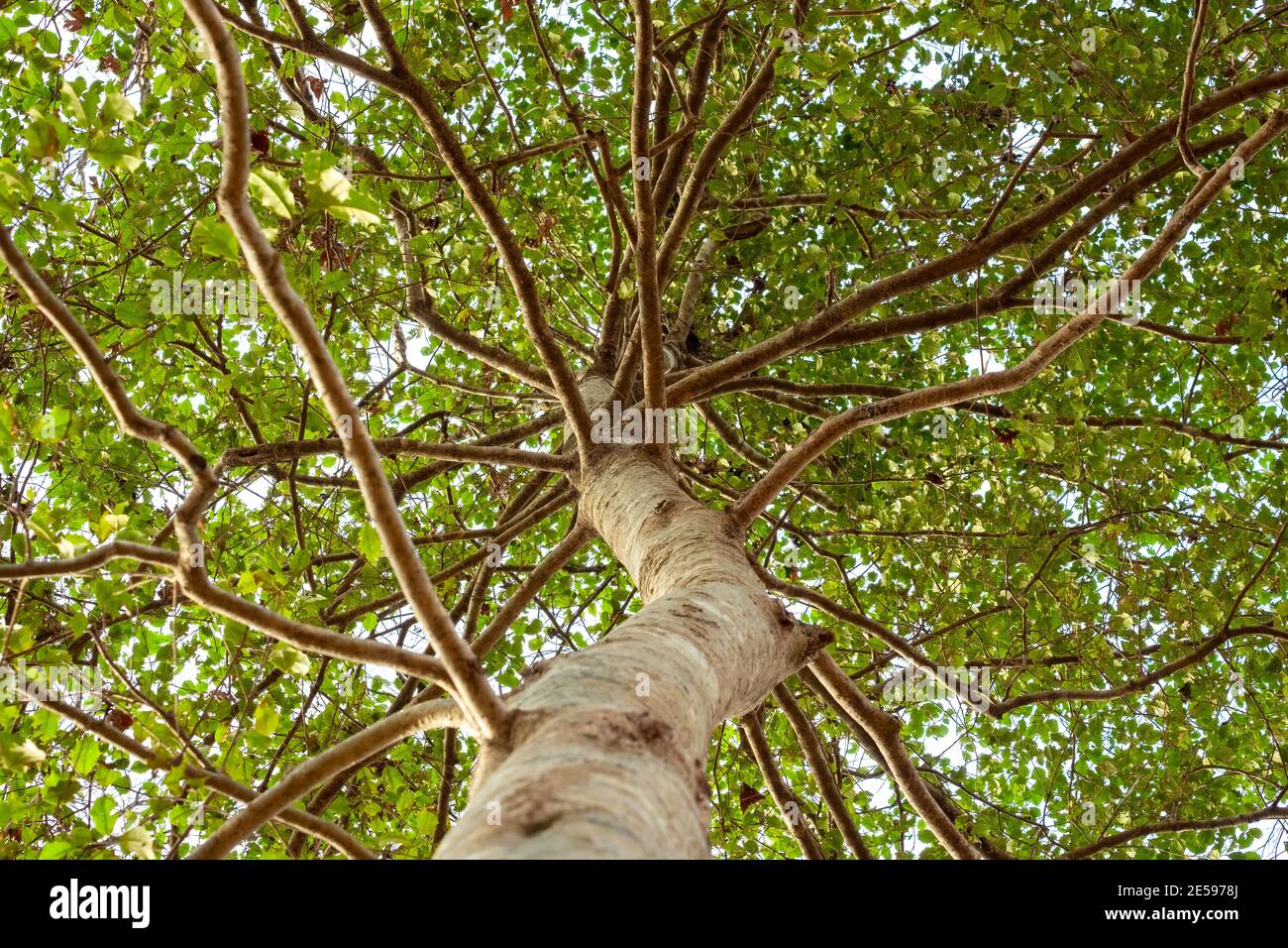 An upward view of an American Holly Tree (Ilex opaca). A male has no ...