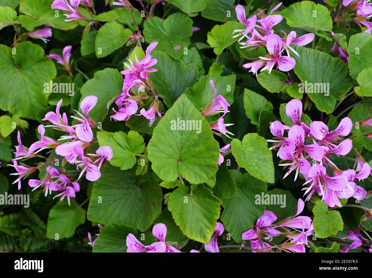 Light purple color of Heart-Leaf Pelargonium flowers Stock Photo - Alamy