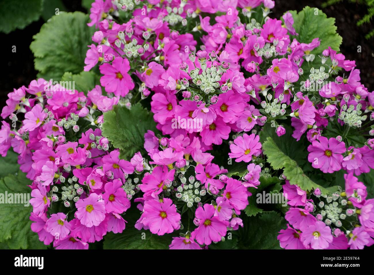 Light purple color hi-res stock photography and images - Alamy