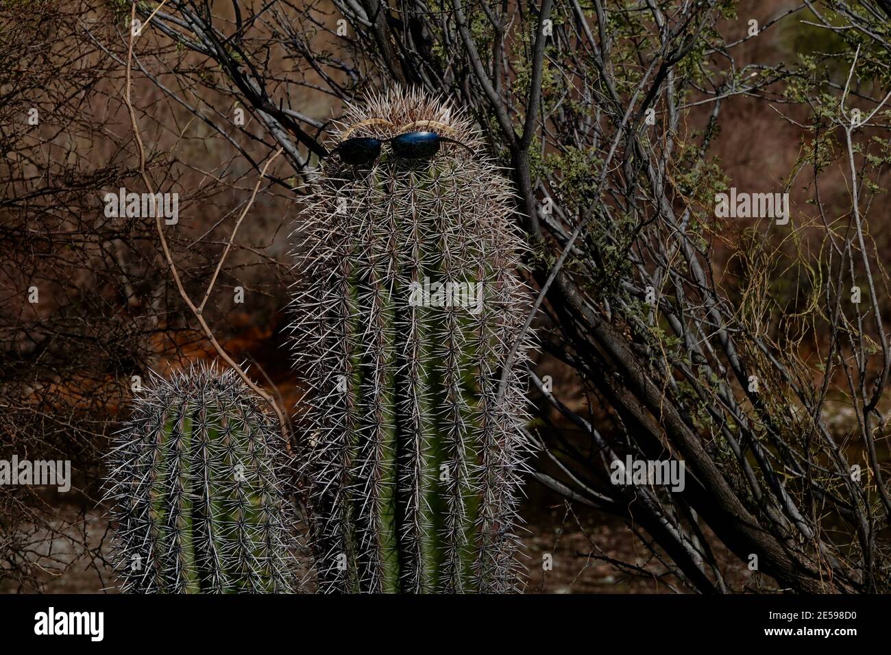Human cactus hi-res stock photography and images - Alamy