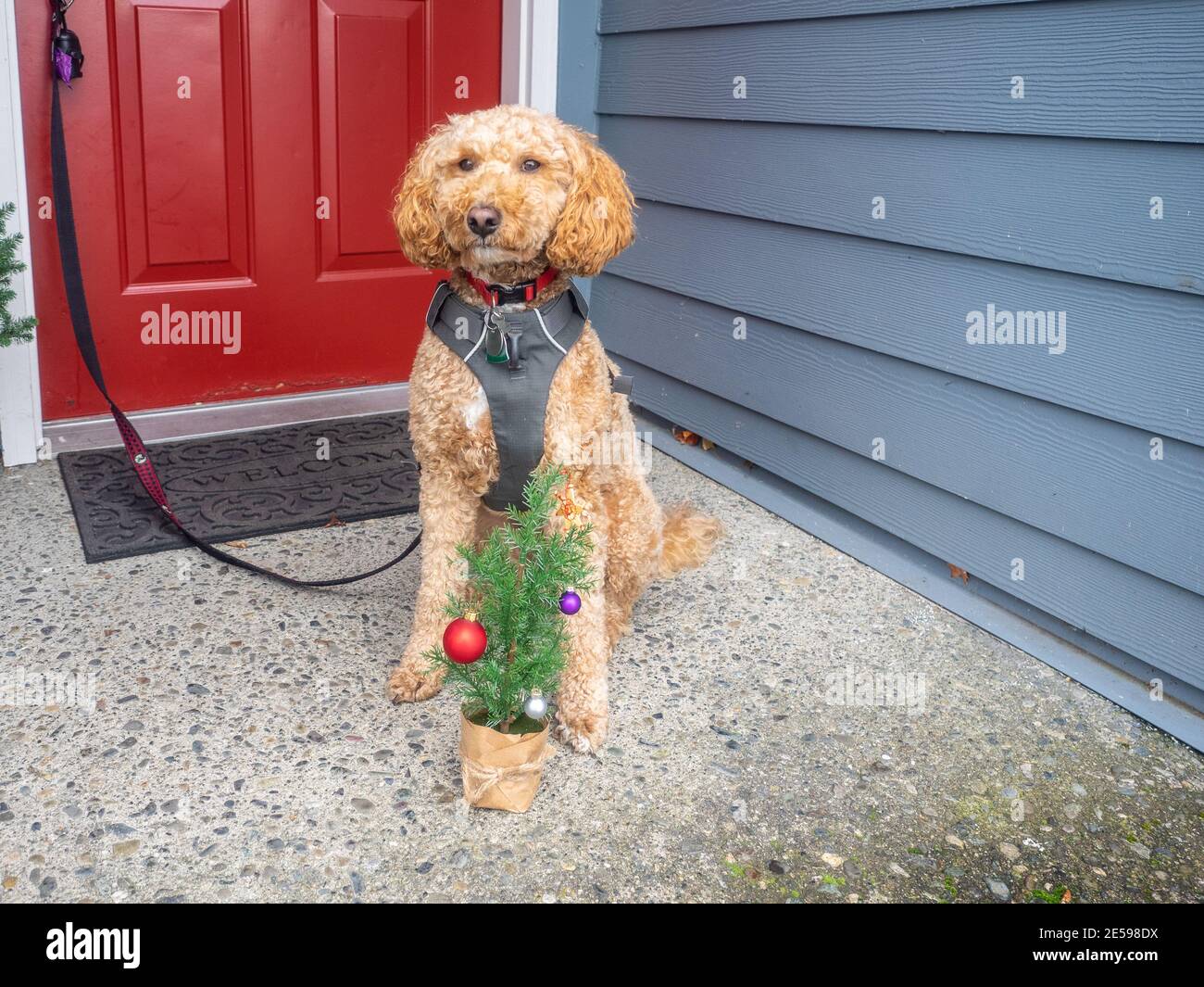 Australian christmas red bauble hi-res stock photography and images - Alamy