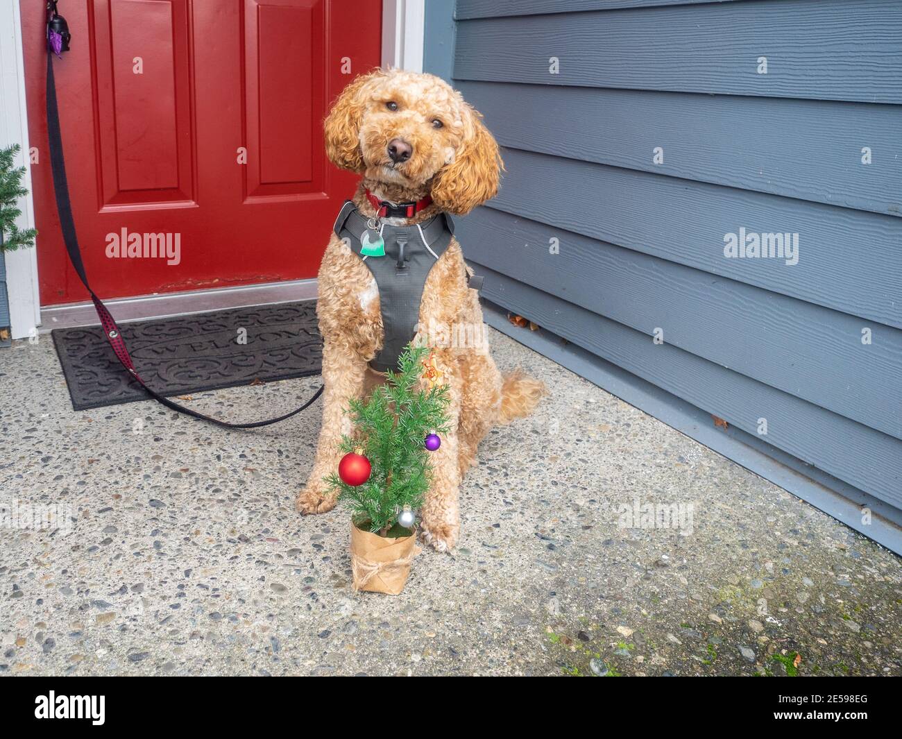 Labrador christmas tree hi-res stock photography and images - Alamy