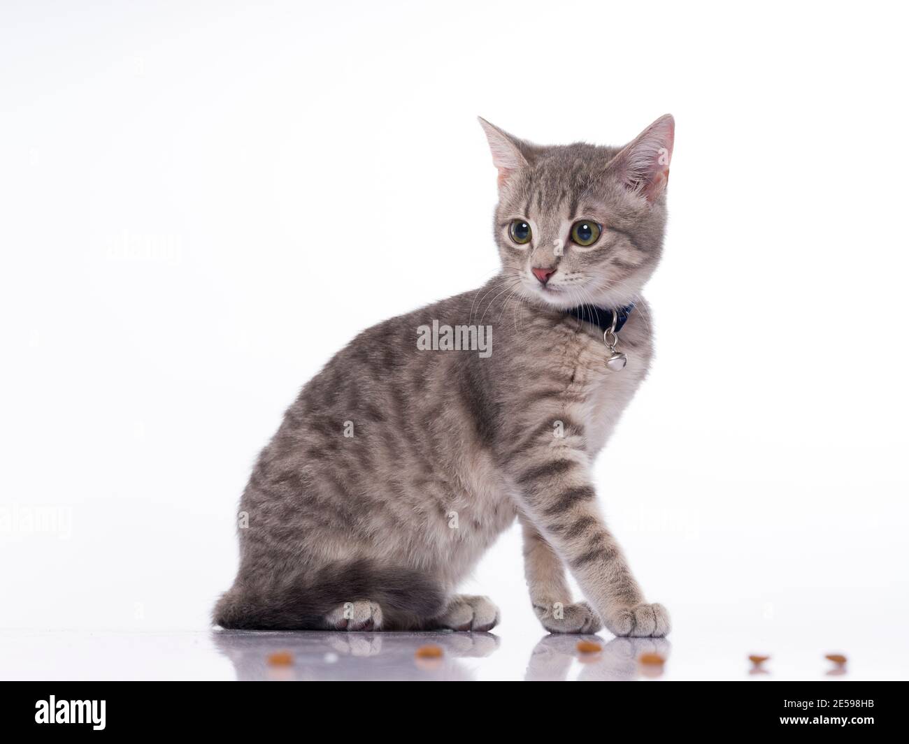 Cute kitten gray tabby hi-res stock photography and images - Alamy