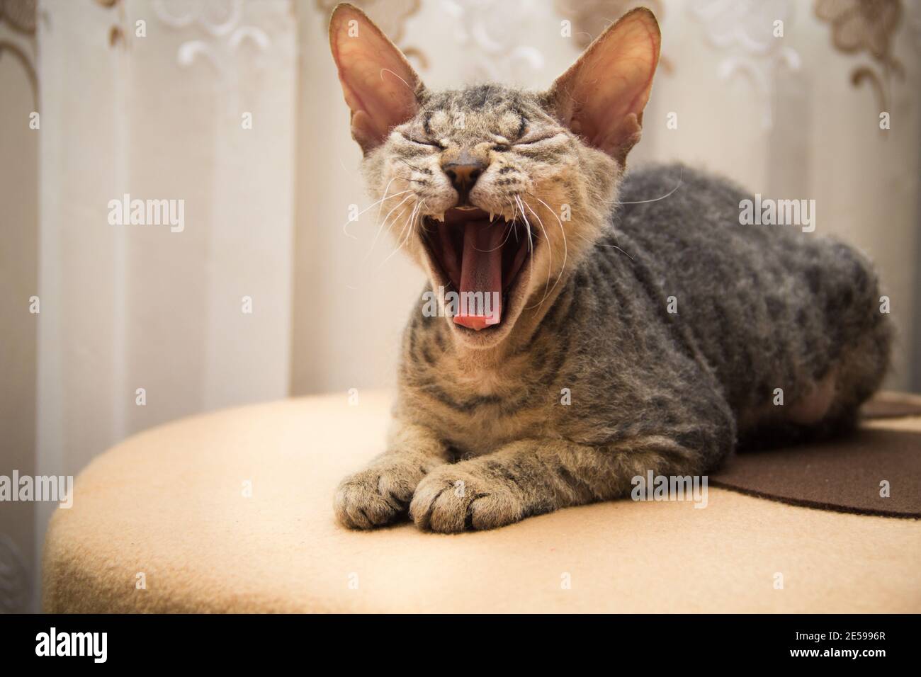 little grey Sphynx cat yawns sitting on a chair Stock Photo - Alamy