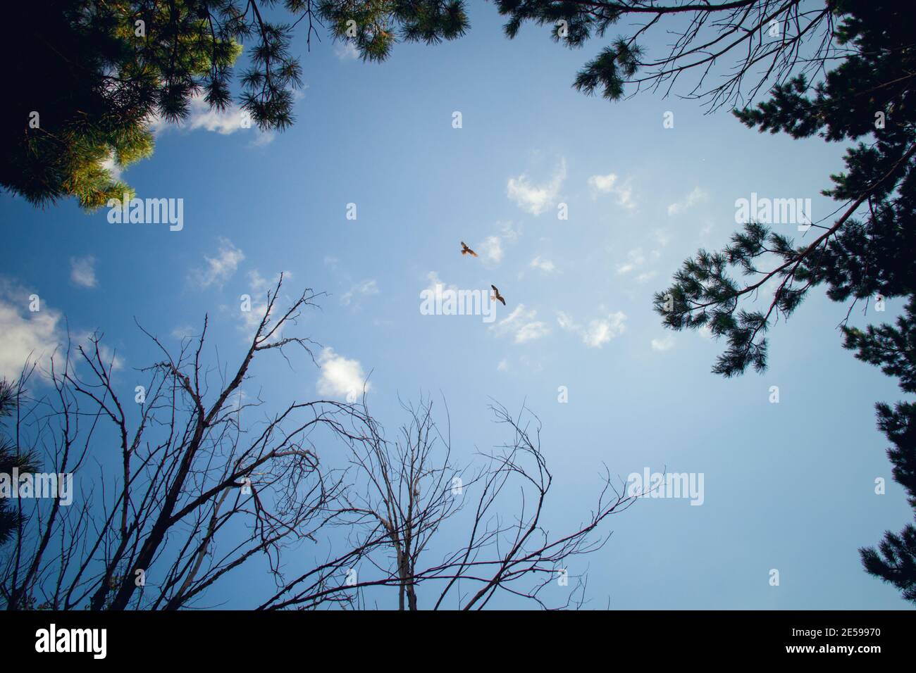 Birds in treetops hi-res stock photography and images - Alamy