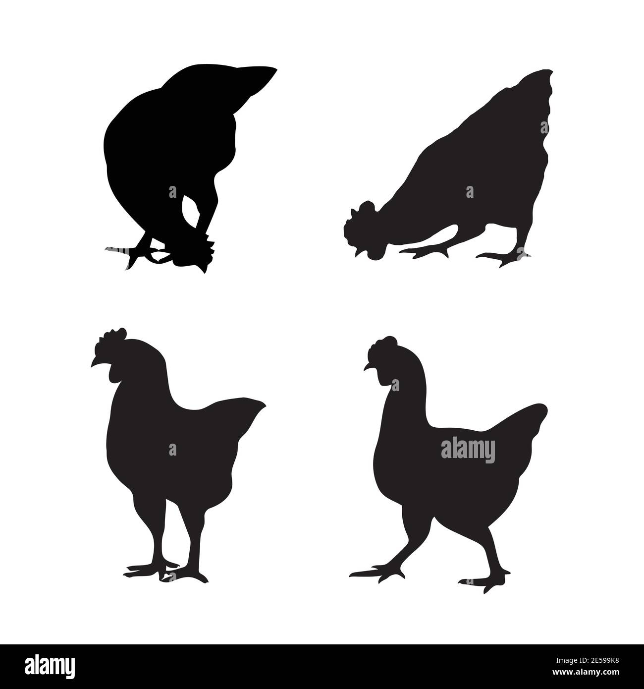 Vector of chicken on a white background. Easy editable layered vector ...