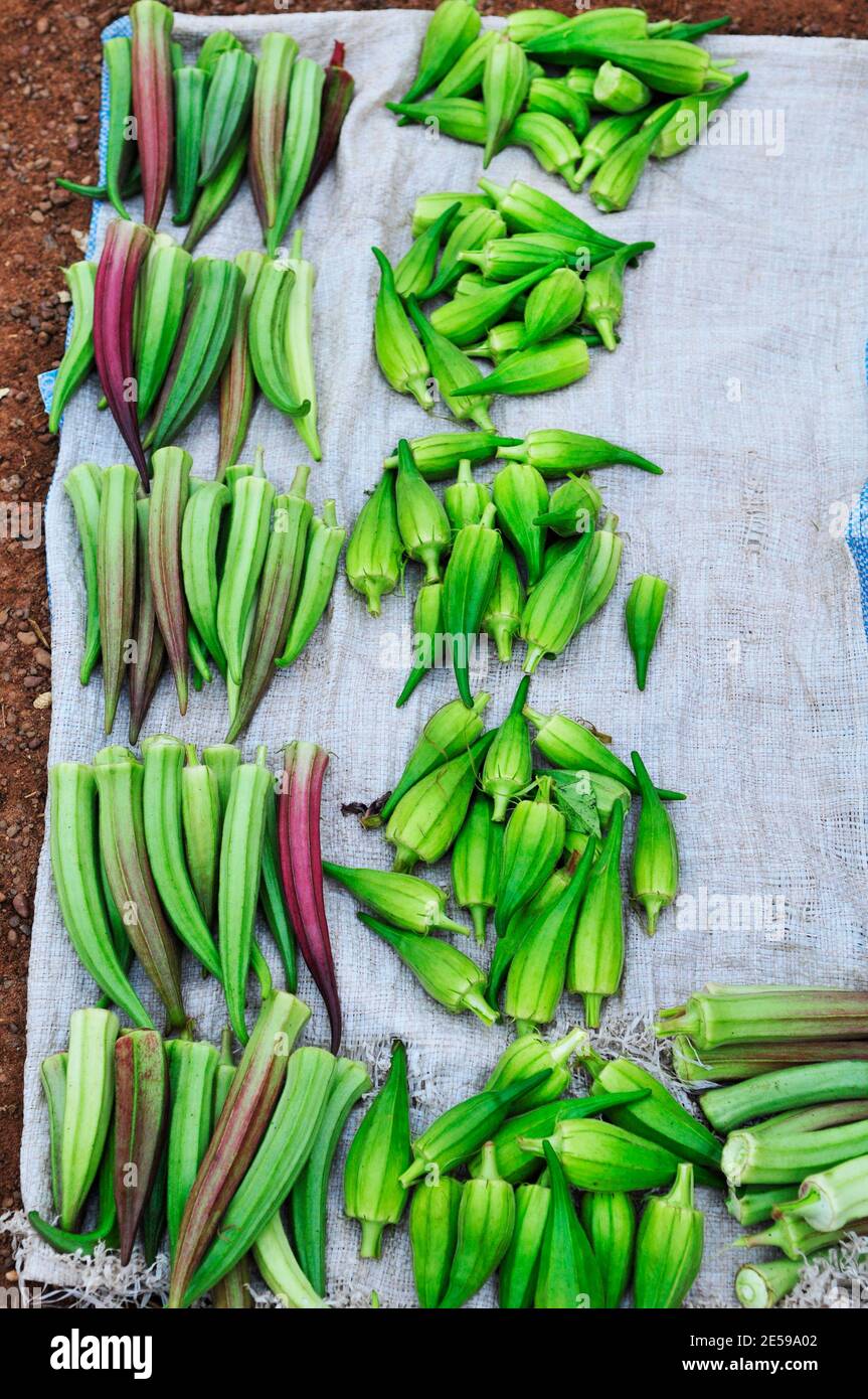 Various types of lady fingers displayed in a market in Ouagadougou ...