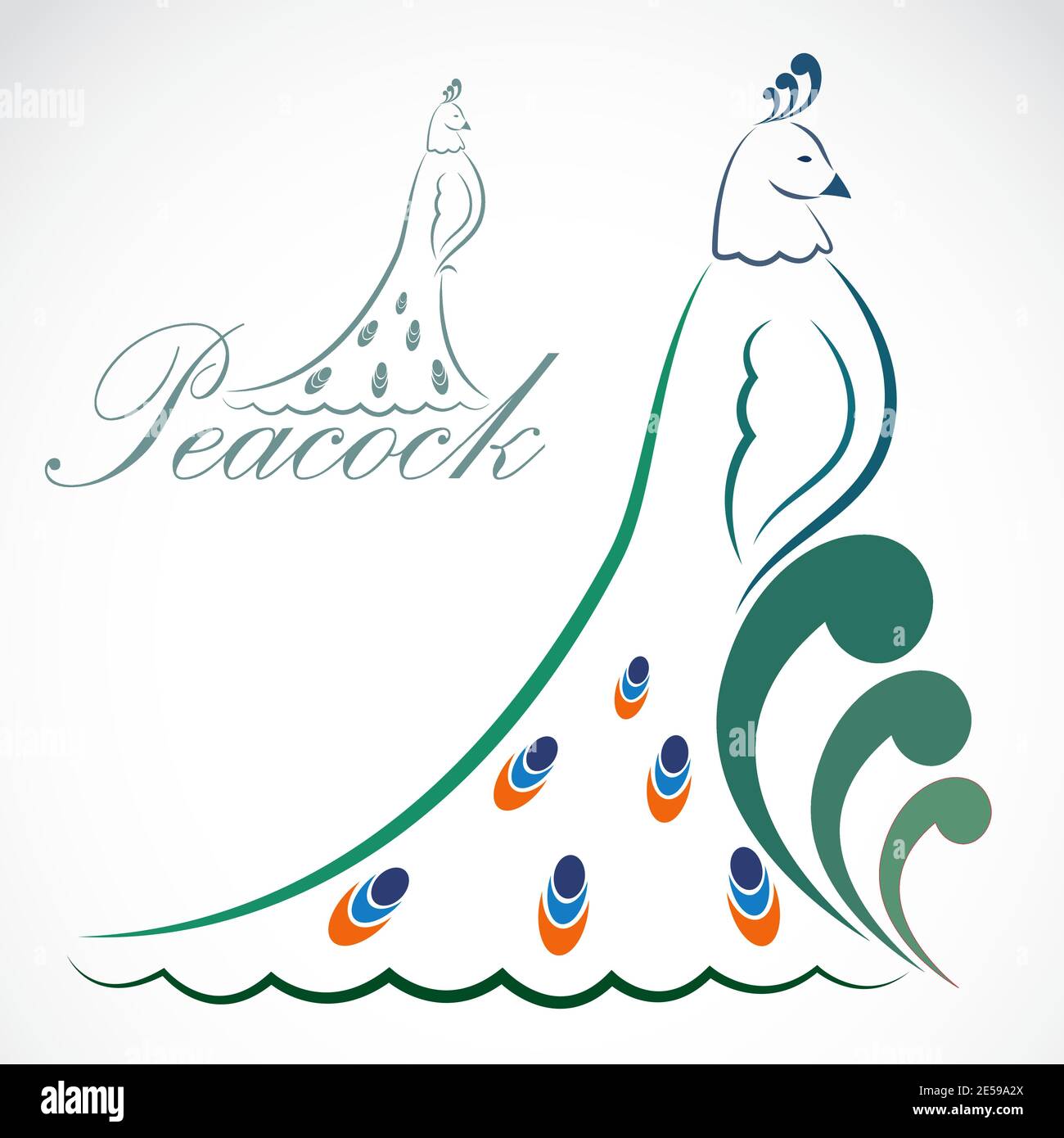 Vector of a peacock on white background. Easy editable layered vector ...