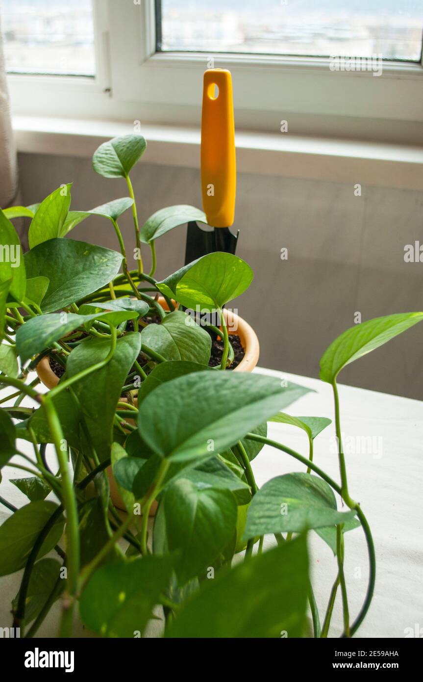Transplanting houseplants hi-res stock photography and images - Alamy