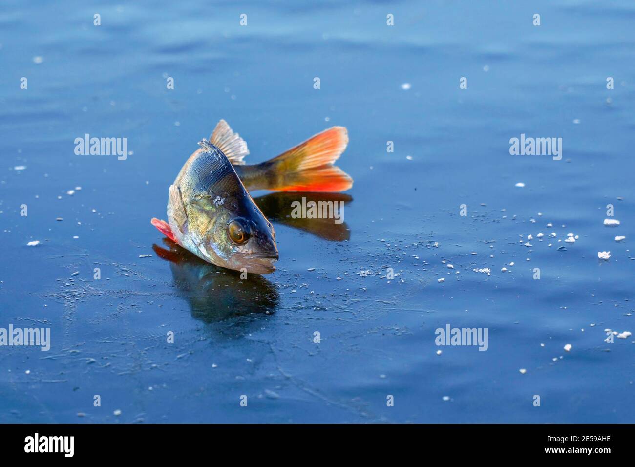 A river perch caught on winter fishing lies on the ice Stock Photo - Alamy
