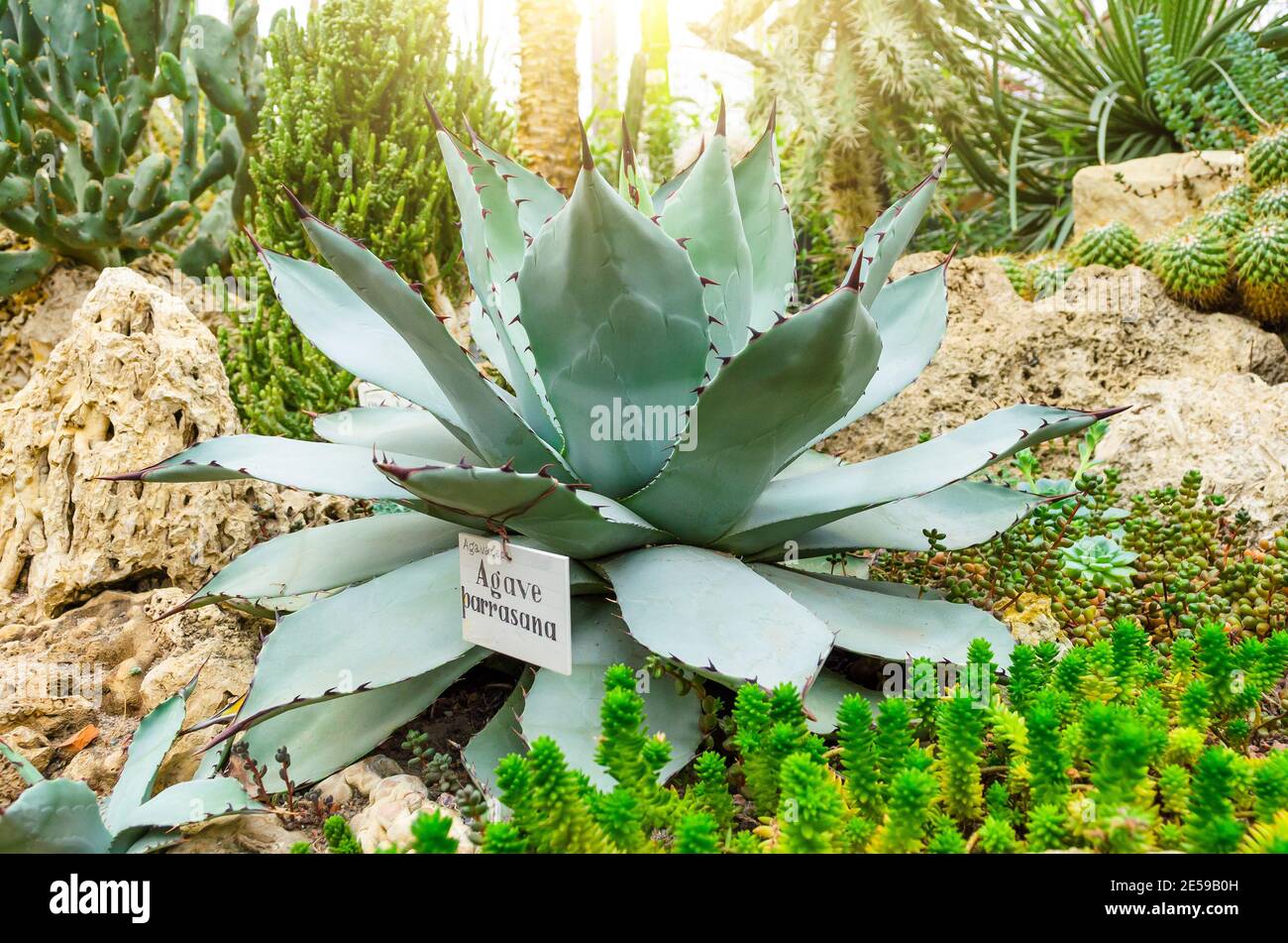 Agave growing in the desert among the sand and stones Stock Photo - Alamy