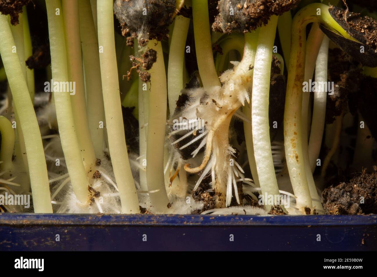 Sunflower Root High Resolution Stock Photography and Images - Alamy